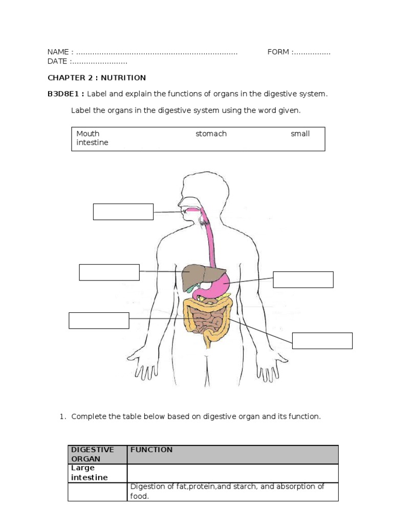 Large Intestine: Chapter 2: Nutrition B3D8E1: Label and Explain The ...