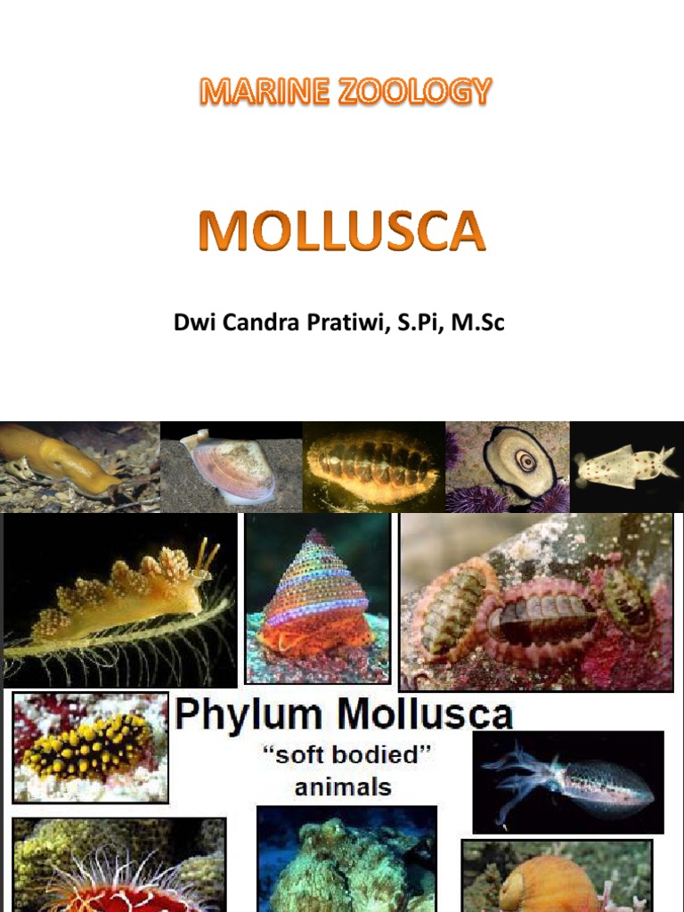 Mollusca | PDF | Mollusca | Bivalvia