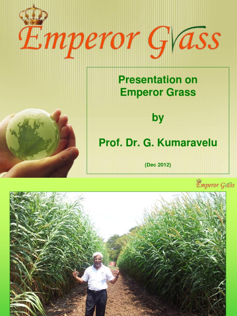 Emperor Grass: High-Yield Hybrid Insights | PDF | Sugarcane ...