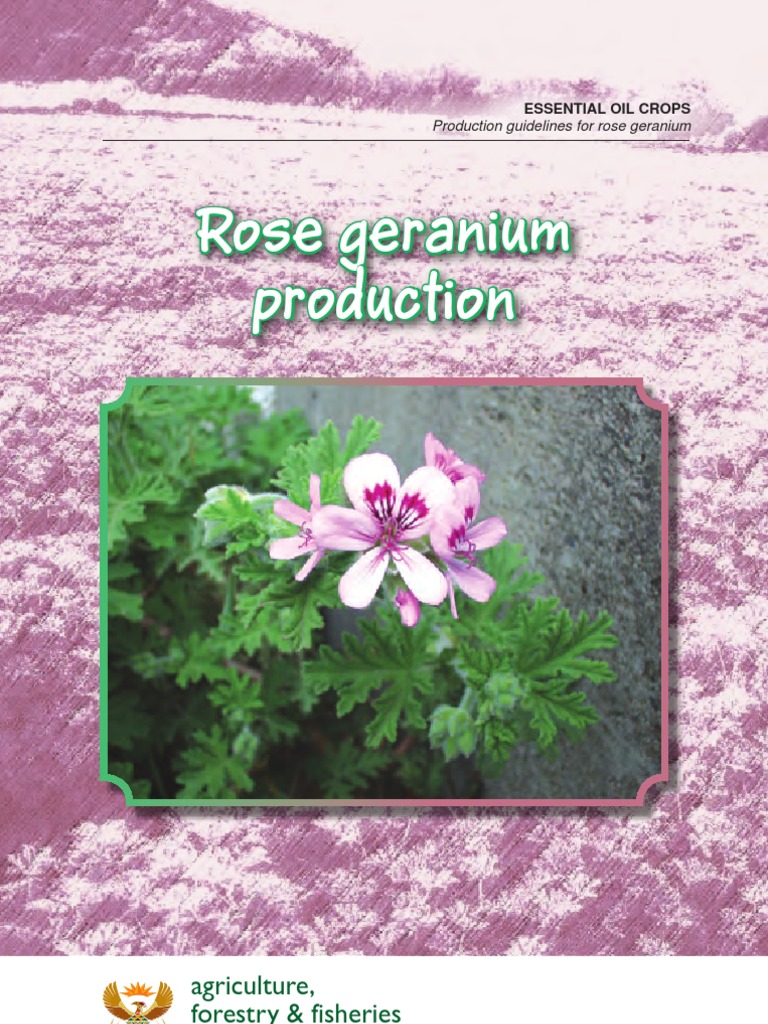 Growing Rose Geranium | PDF | Soil | Organic Farming