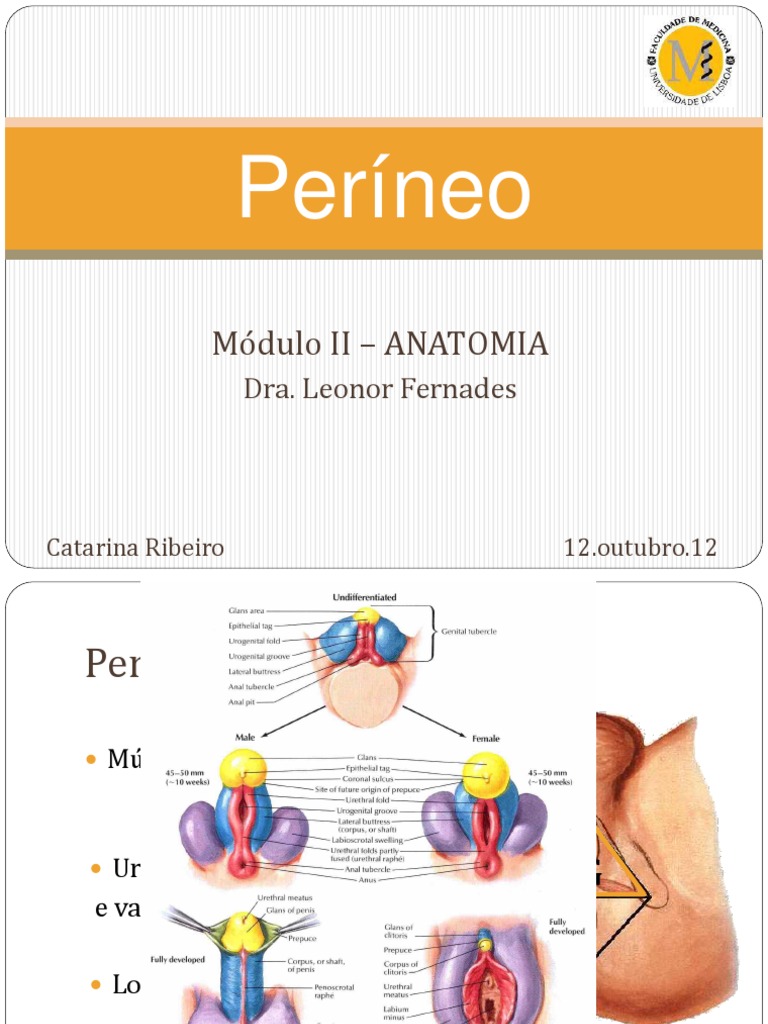 Anatomia do períneo: músculos, aponevroses e limites | PDF | Vagina ...