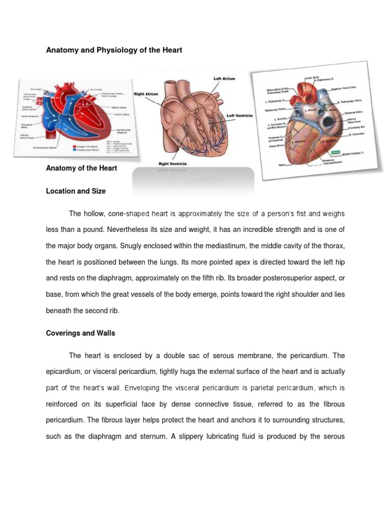 Anaphysio of The Heart | PDF | Heart Valve | Heart