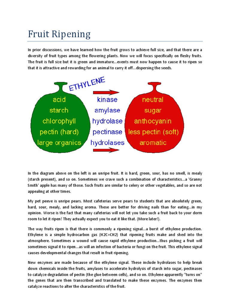 Fruit Ripening | Leaf | Fruit