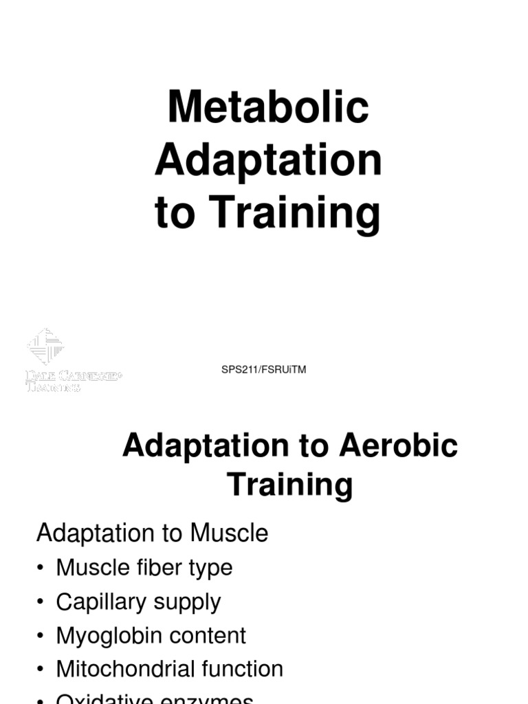 Metabolic Adaptation | PDF | Aerobic Exercise | Muscle