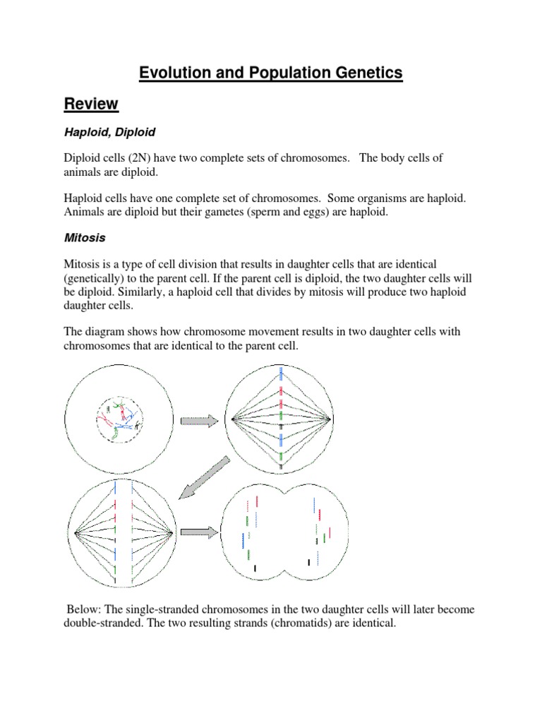 Evolution and Population Genetics Review | PDF | Ploidy | Dominance (Genetics)