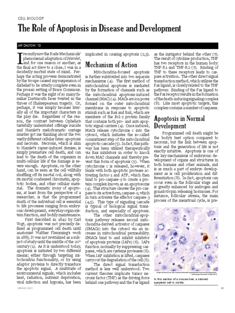 The Role of Apoptosis in Disease and Development | PDF | Apoptosis ...