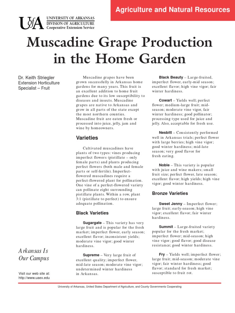 Muscadine Grape Production | PDF | Vitis | Pruning