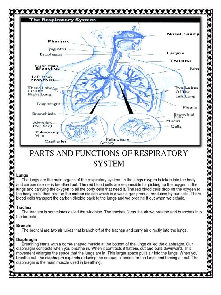 Respiratory System: Parts and Functions | PDF | Respiratory Tract | Lung