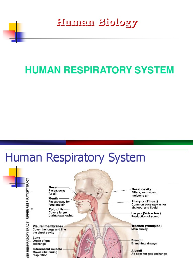 The Respiratory System | PDF | Breathing | Exhalation