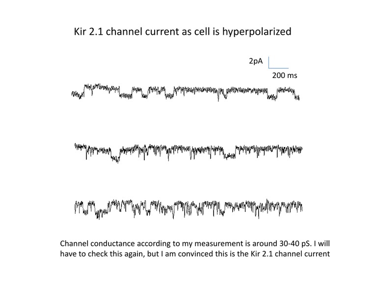 Kir 2.1 Channel Conductance Study | PDF