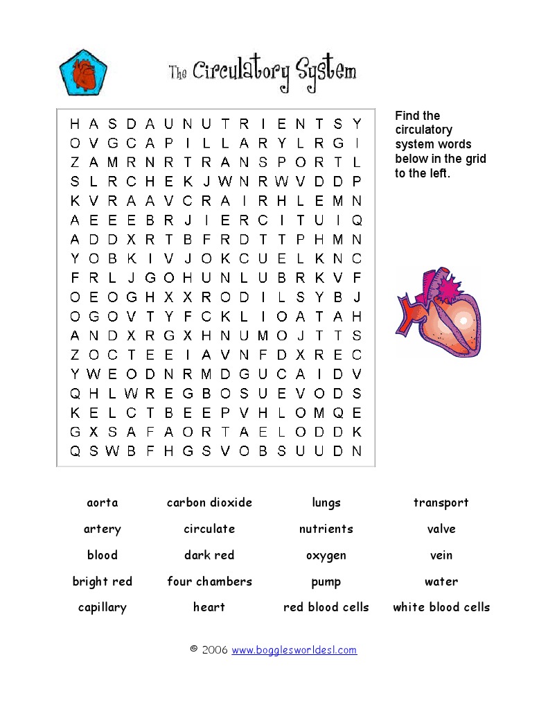 Circulatory System Word Search Puzzle | PDF