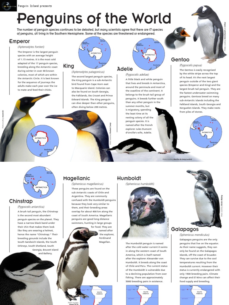 Penguins of The World | PDF | Penguin | Paravians