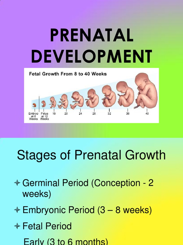 Prenatal Development | Prenatal Development | Fetus