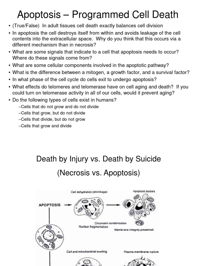 Apoptosis - Programmed Cell Death | PDF | Apoptosis | Signal Transduction
