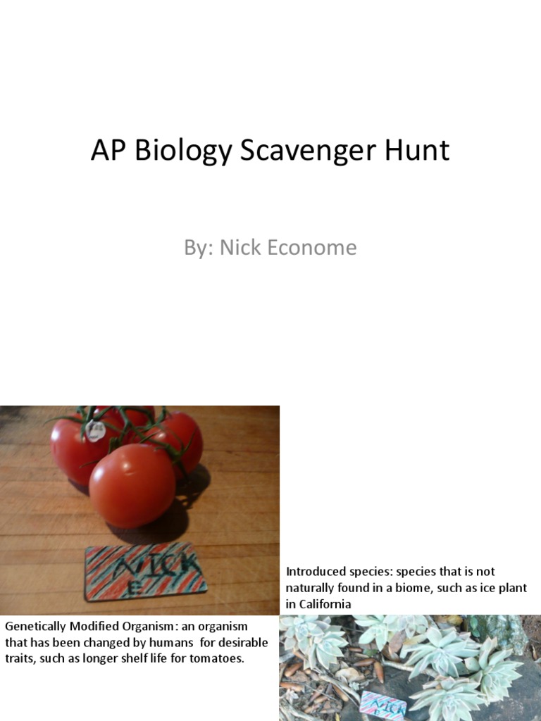 AP Biology Scavenger Hunt | PDF | Hydrophile | Fat