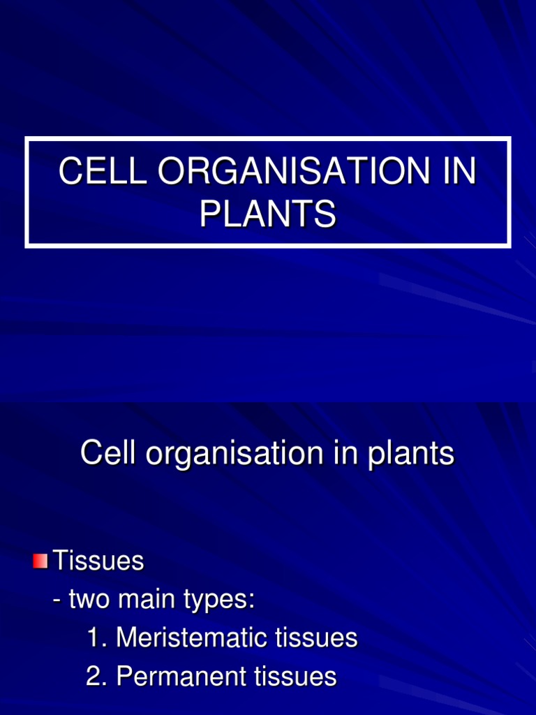 Cell Organisation in Plants | PDF | Tissue (Biology) | Root