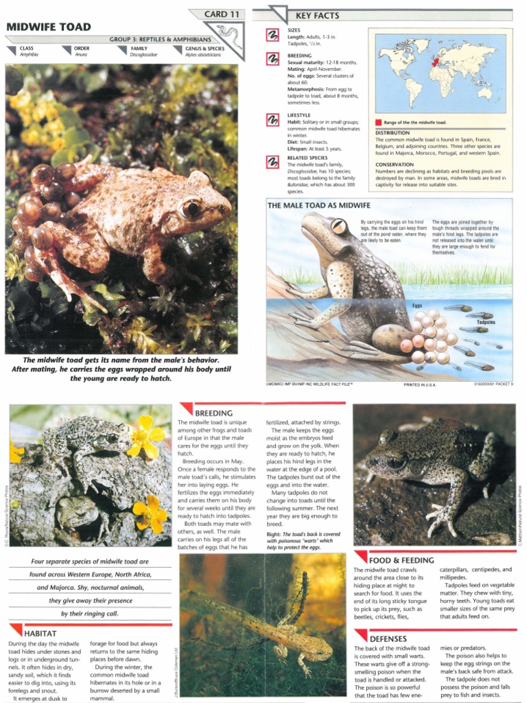 Wildlife Fact File - Reptiles - Pgs. 11-20 | Download Free PDF | Frog ...