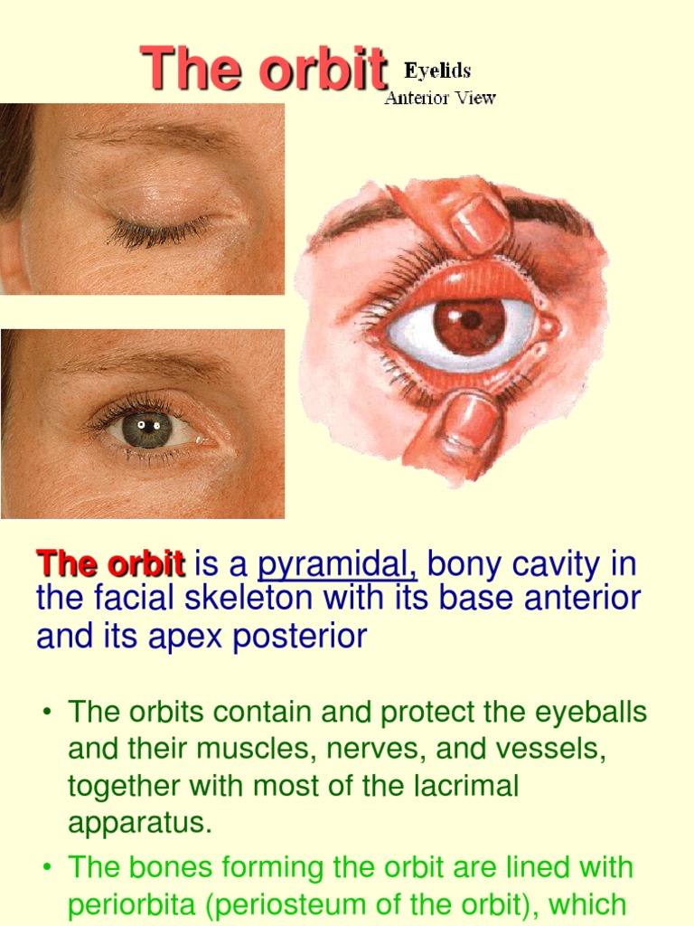 The Orbit | PDF | Human Eye | Sensory Organs