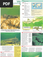 NOAA Shark Identification Placards | PDF | Sharks | Vertebrates