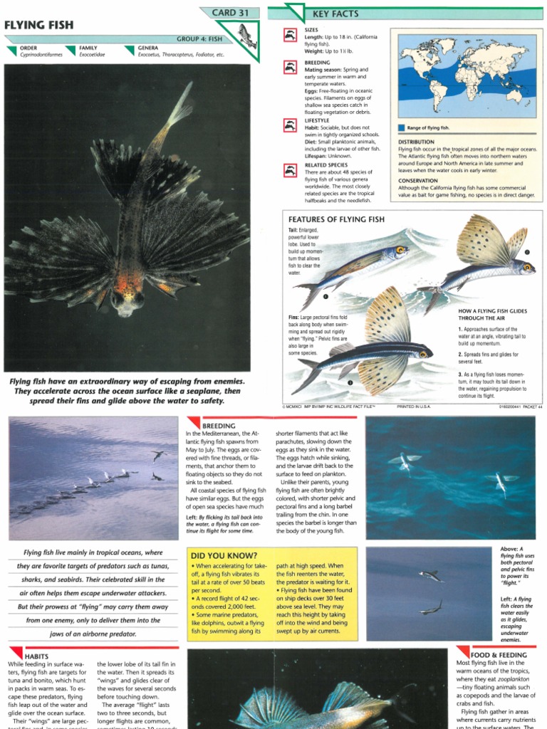Wildlife Fact File - Fish - Pgs. 31-40 | Download Free PDF | Sharks ...