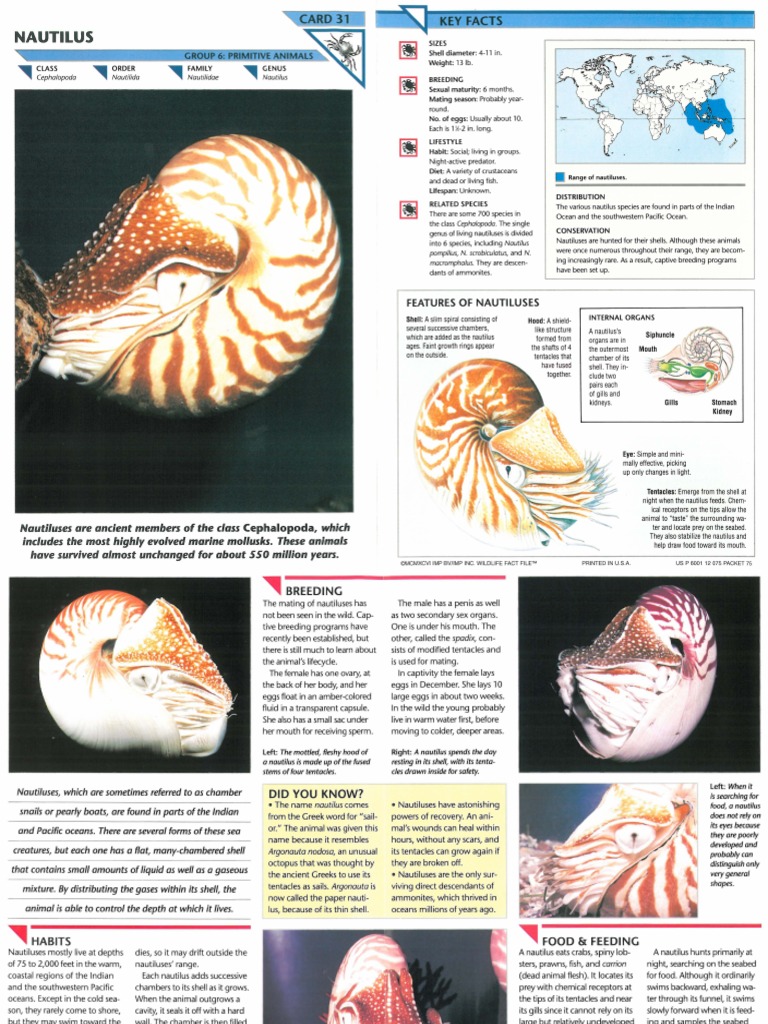 Wildlife Fact File - Primitive Animals - Pgs. 31-40 | PDF | Bivalvia ...