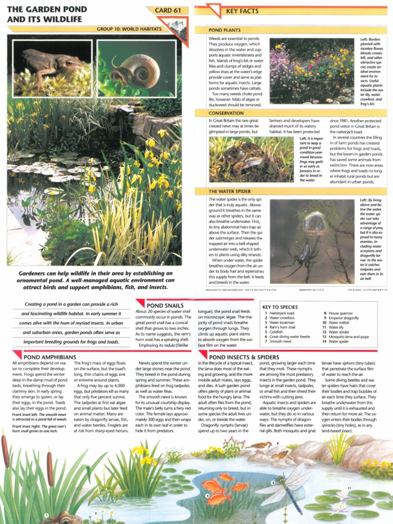 Wildlife Fact File - World Habitats - Pgs. 61-71 | PDF | Frog | Pond