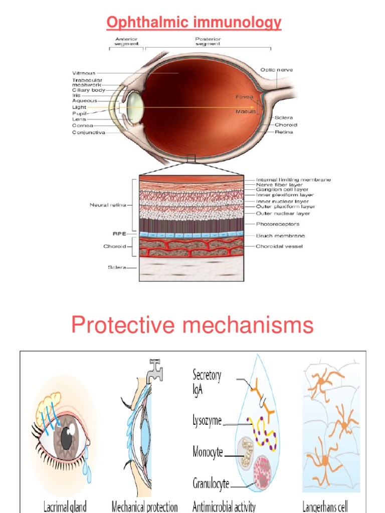 EYE IMMUNOLOGY | Immune System | Antigen