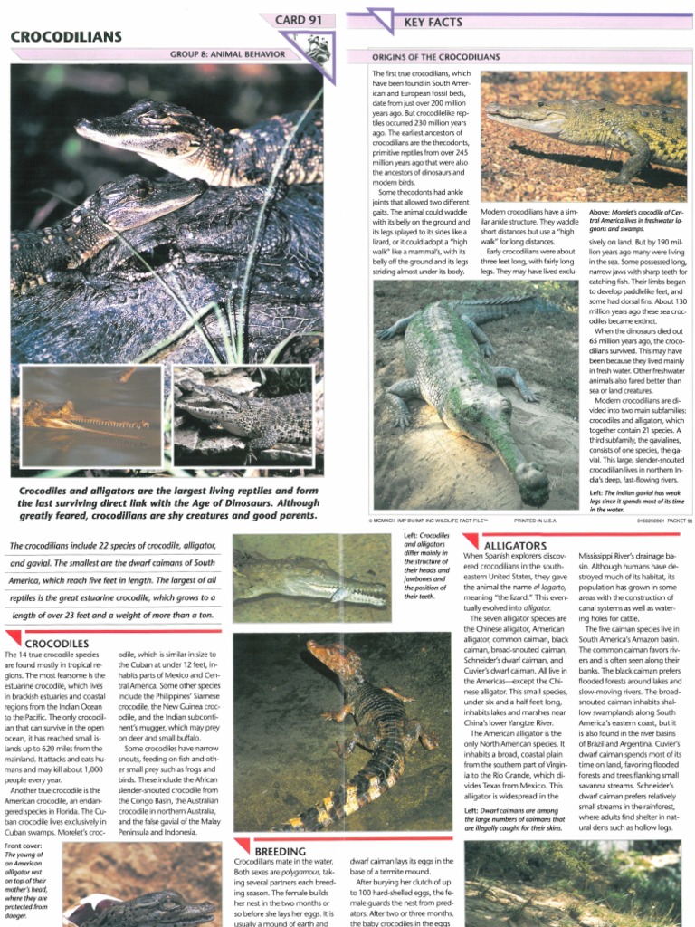 Wildlife Fact File - Animal Behavior - Pgs. 91-93 | PDF | Crocodile | Duck