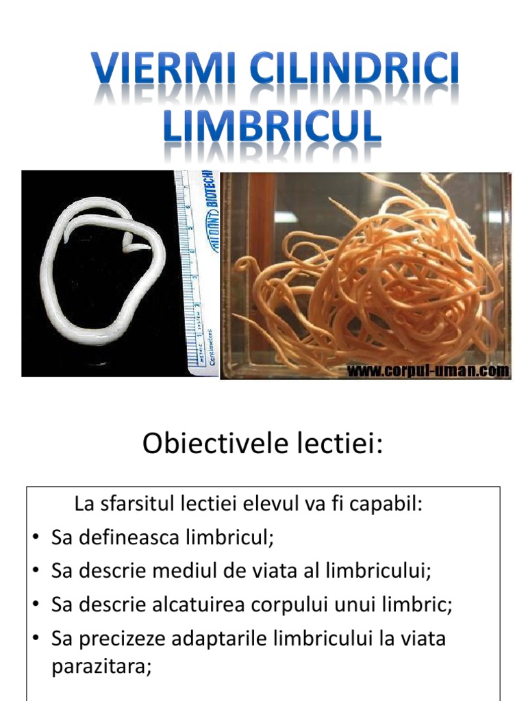 Viermi cilindrici limbricul