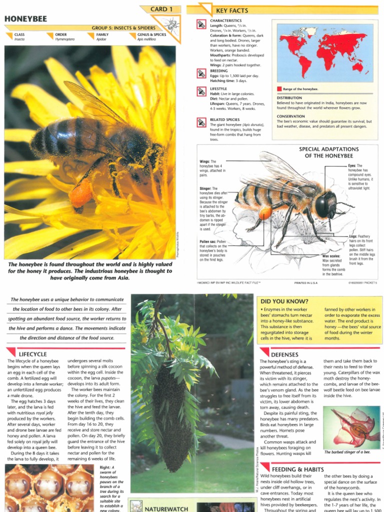 Wildlife Fact File - Insects & Spiders - Pgs. 1-10 | PDF | Honey Bee ...