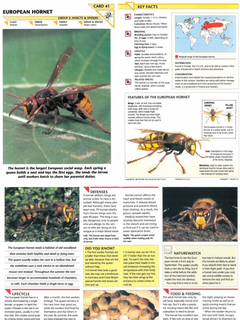 Wildlife Fact File - Insects & Spiders - Pgs. 41-50 | PDF | Butterfly ...