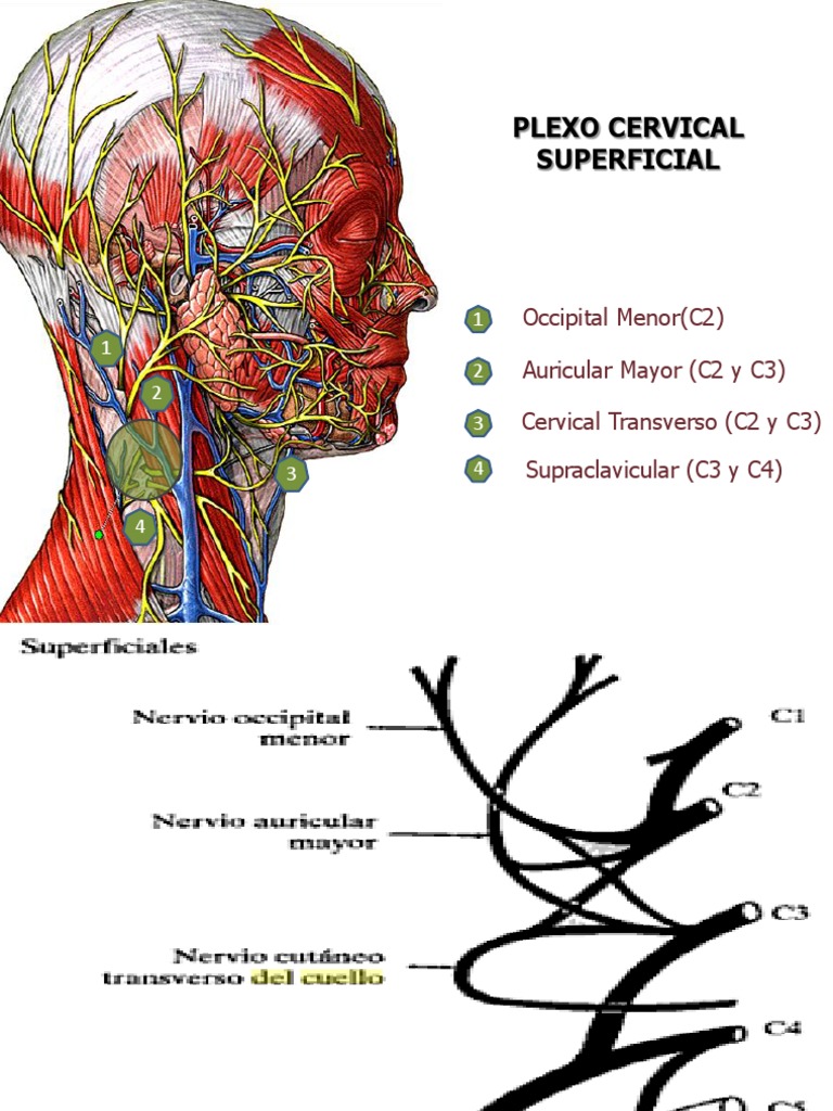 Anatomía del Plexo Cervical Superficial | PDF | Cabeza y cuello humanos ...