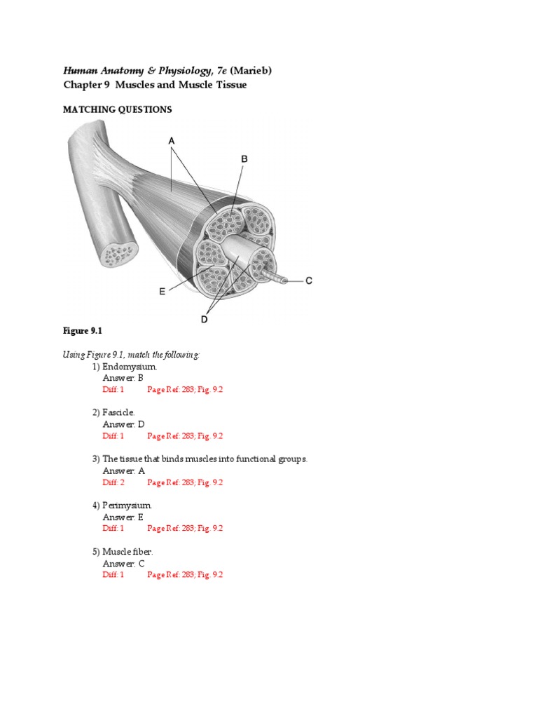 Chapter 9 Muscles And Muscle Tissue Muscle Contraction Myocyte