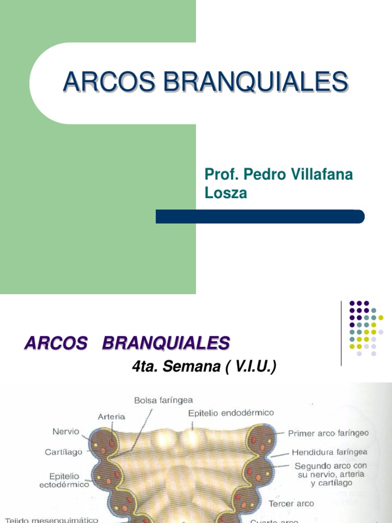ARCOS BRANQUIALES L.H.pptx | Oreja | Ojo humano
