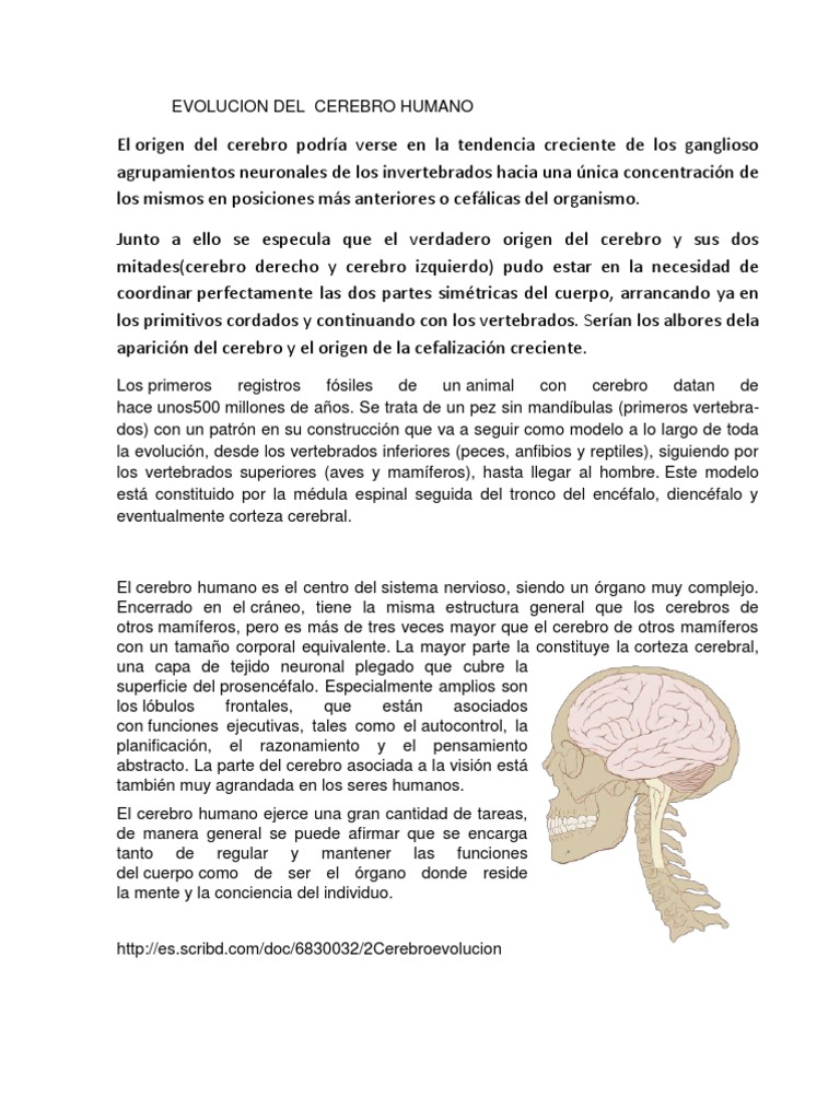 Evolucion Del Cerebro Humano | Descargar gratis PDF | Cerebro humano ...
