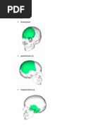 Complete List of 206 Human Bones | PDF | Vertebra | Toe