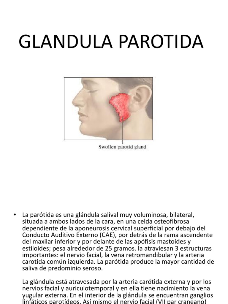 GLANDULA PAROTIDA
