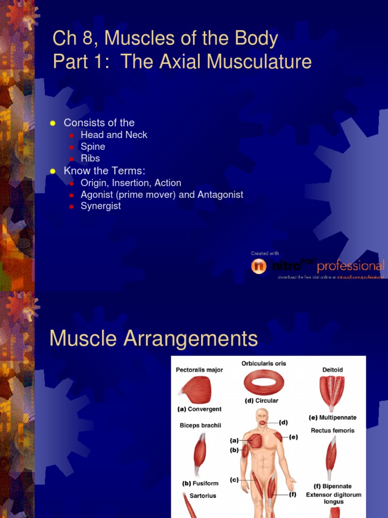 Part 1: The Axial Musculature CH, Muscles of The Body | PDF