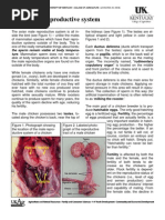 Goat and Sheep Reproductive System | PDF | Reproductive System ...