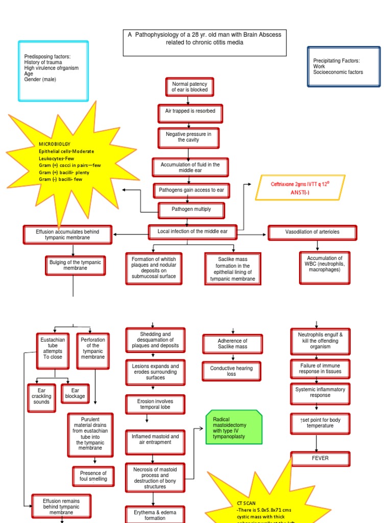 pathophysiology of brain abscess secondary to chronic otitis media ...
