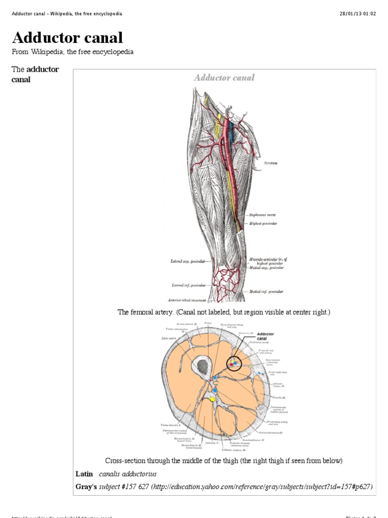 Adductor Canal - Wikipedia, The Free Encyclopedia | Musculoskeletal ...
