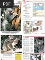Wombat Fact File | PDF