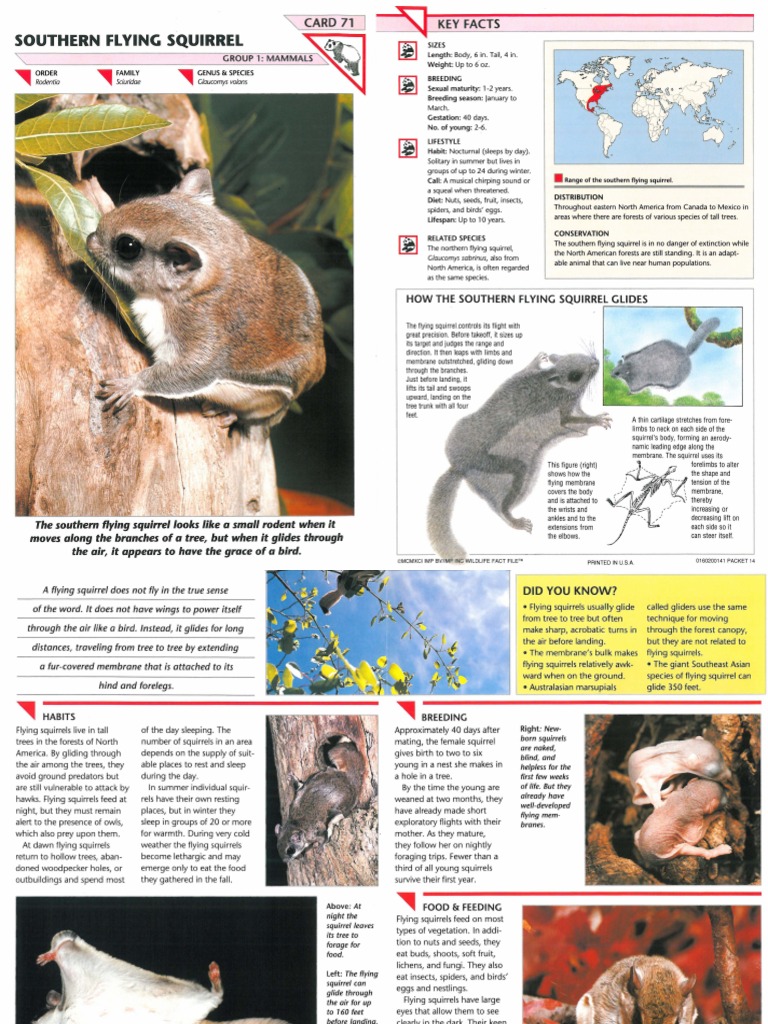 Wildlife Fact File - Mammals - Pgs. 71-80 | PDF | Coyote | Goat
