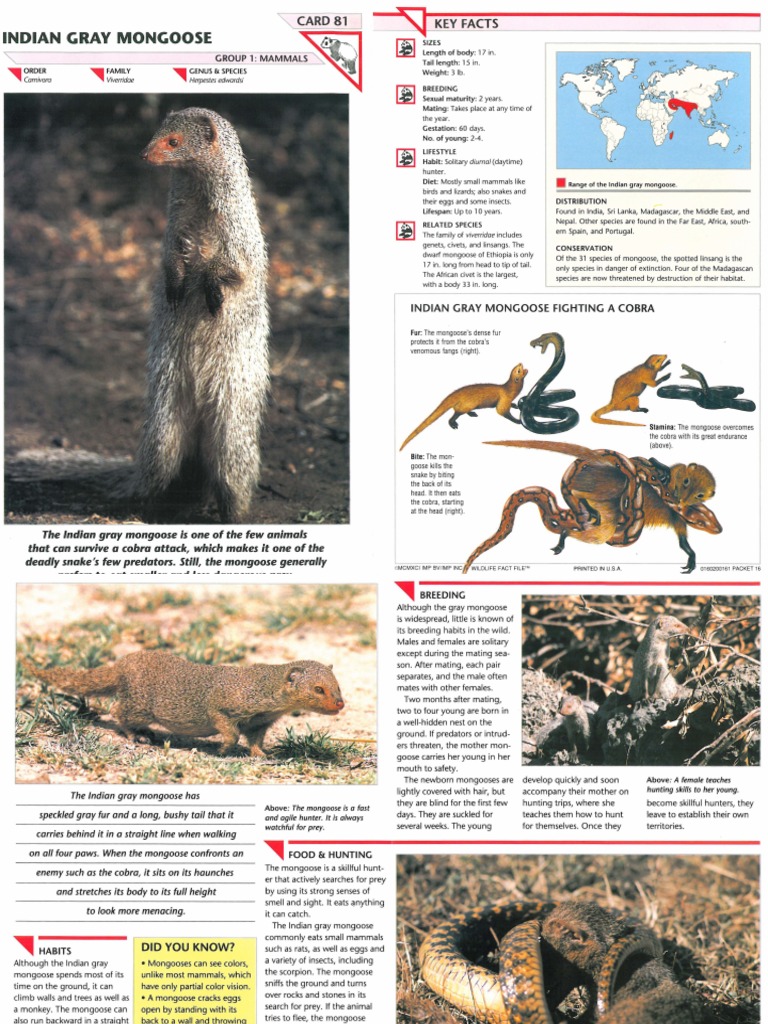Wildlife Fact File - Mammals - Pgs. 81-90 | PDF | Pinniped | Hippopotamus