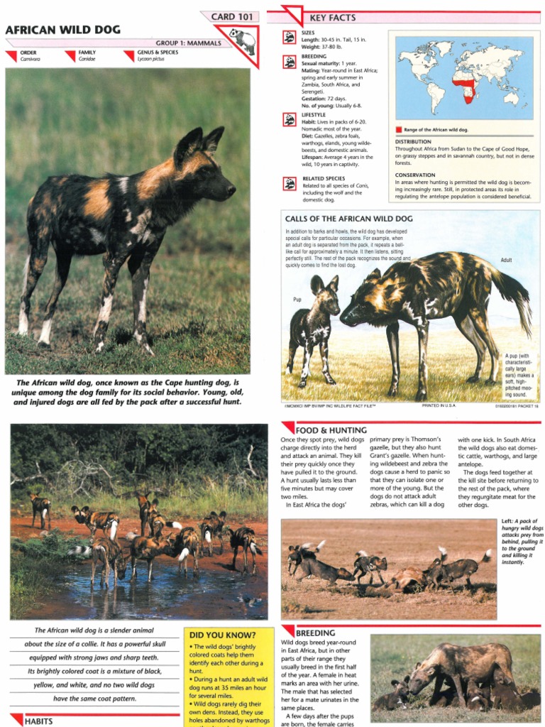 Wildlife Fact File - Mammals - Pgs. 101-110 | PDF | Deer | Pack (Canine)