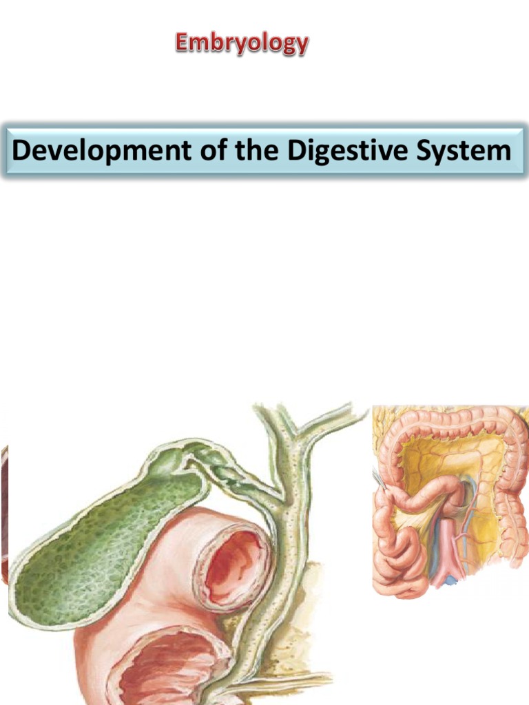 Development and Derivatives of the Primitive Gut: A Comprehensive ...