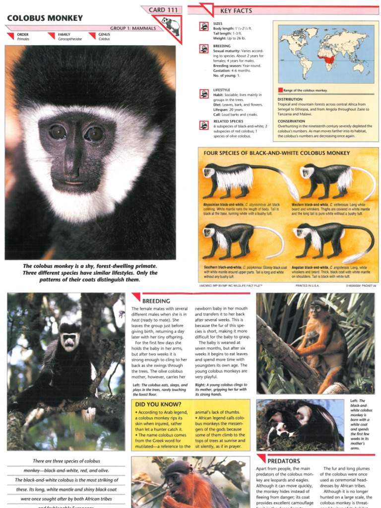 Wildlife Fact File - Mammals, Pgs. 111-120 | PDF | Bat | White Tailed Deer