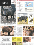 Wildlife Fact File - Mammals - Pgs. 1-10 | Gorilla