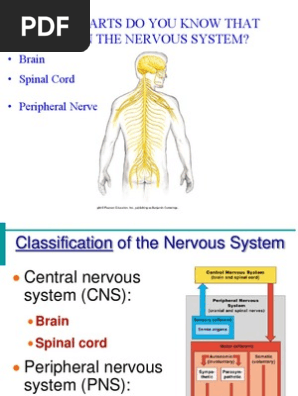 Ppt Histology Of Nervous System Powerpoint Presentation Free