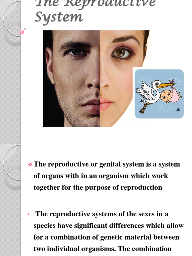 Anatomy - The Reproductive System | PDF | Reproductive System | Semen